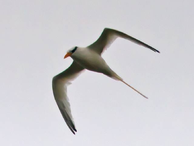 Hurricane Irene Birding Wrap-Up - 10,000 Birds