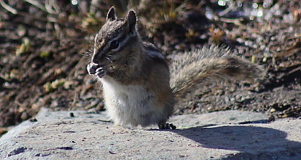 Olympic Chipmunk (Tamias amoenus caurinus) - 10,000 Birds