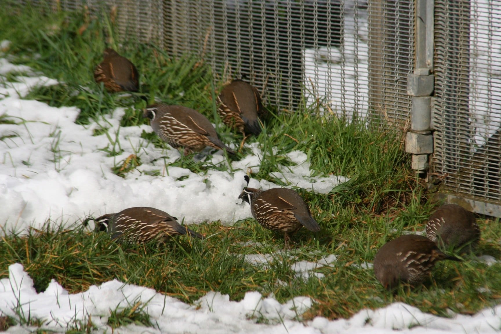 Winter comes to New Zealand - 10,000 Birds