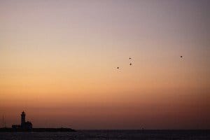 Birding Protection Island, Washington - 10,000 Birds
