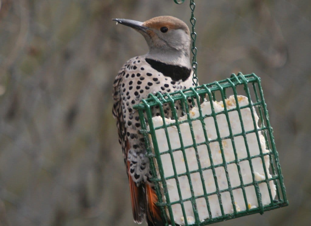 Crazy Flickers - 10,000 Birds