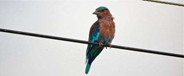 Laem Pak Bia Birding, Thailand - 10,000 Birds