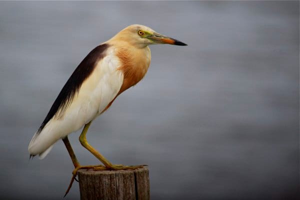 Laem Pak Bia Birding, Thailand - 10,000 Birds