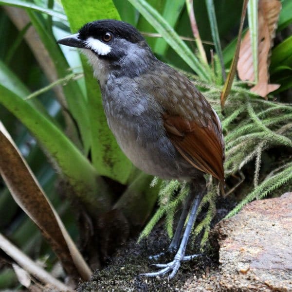 Tumbesian Endemics South Ecuador - 10,000 Birds
