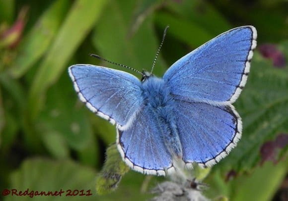 Adonis Blue - 10,000 Birds