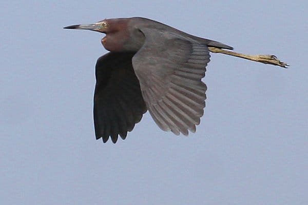 Little Blue Herons in Flight - 10,000 Birds