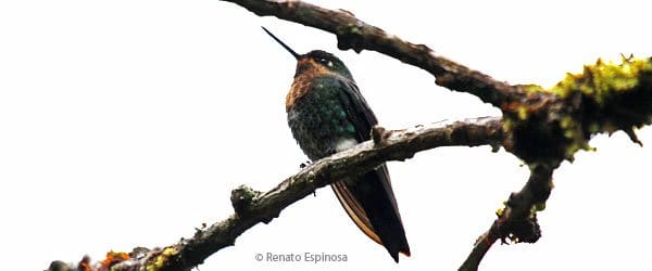 Tumbesian Endemics South Ecuador - 10,000 Birds