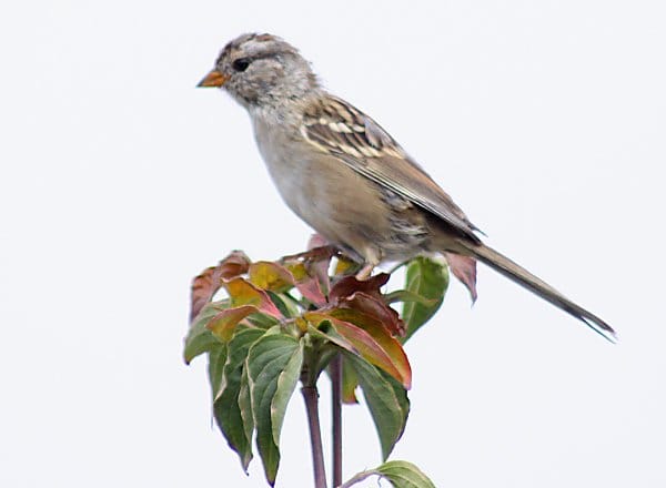 Birding Seattle - 10,000 Birds