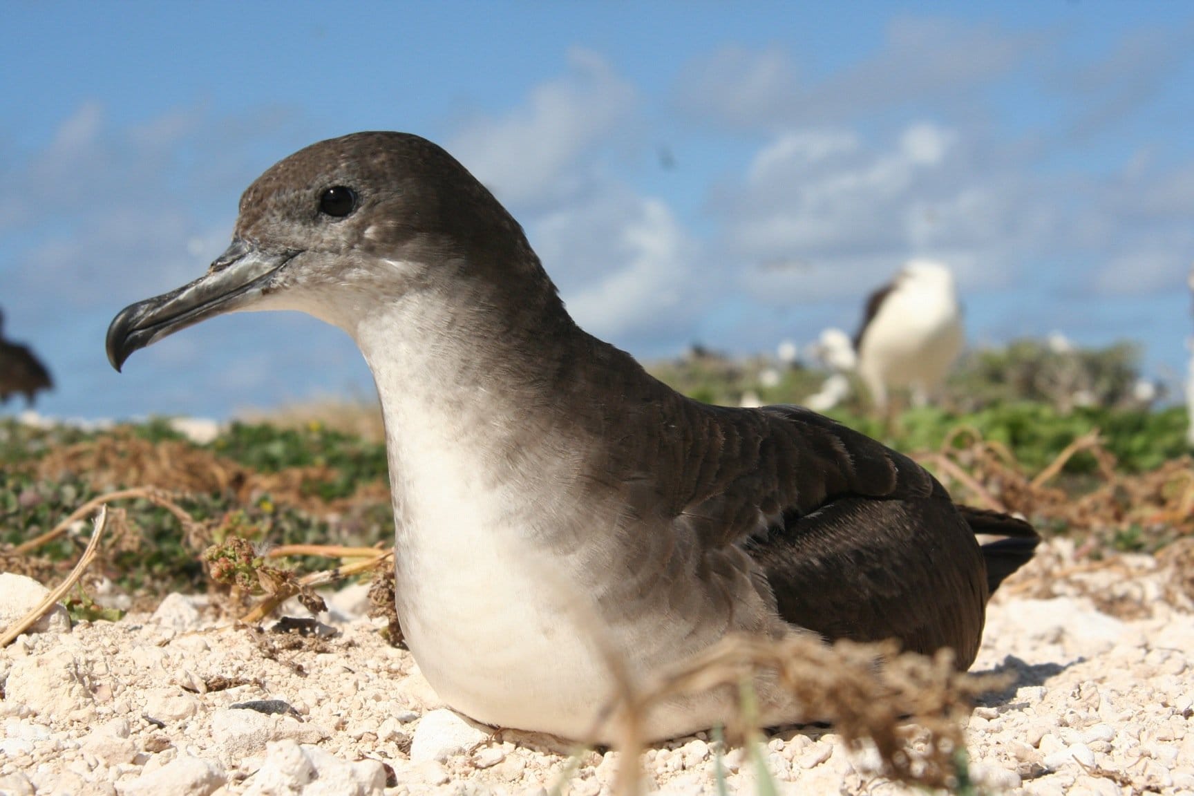 Wonderful Wedgies - 10,000 Birds