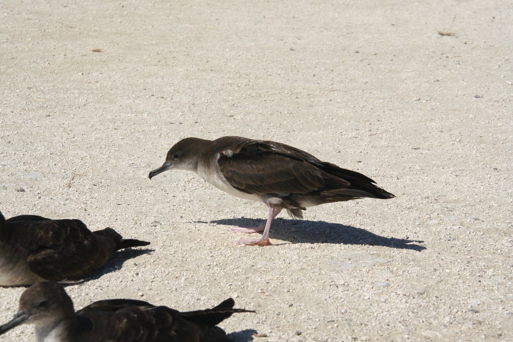 Wonderful Wedgies - 10,000 Birds