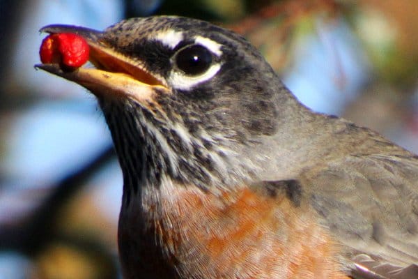 American Robins Eating Hawthorn Berries - 10,000 Birds
