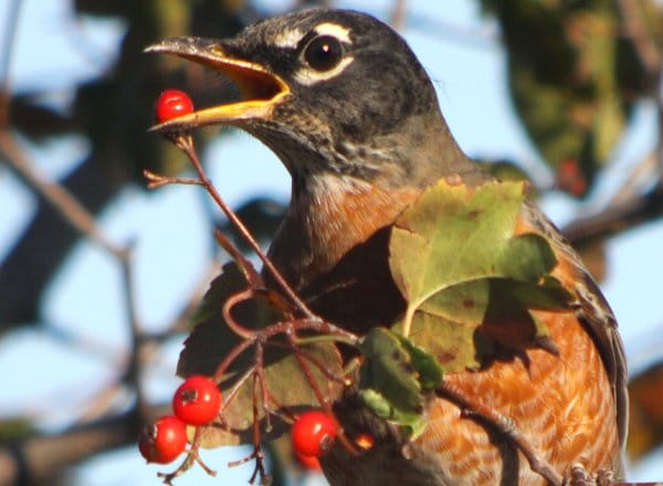 American Robins Eating Hawthorn Berries - 10,000 Birds