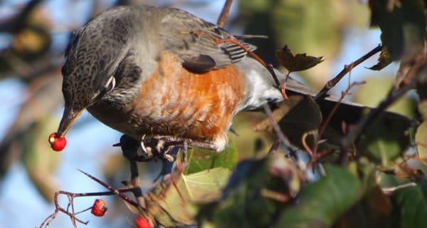 American Robins Eating Hawthorn Berries - 10,000 Birds