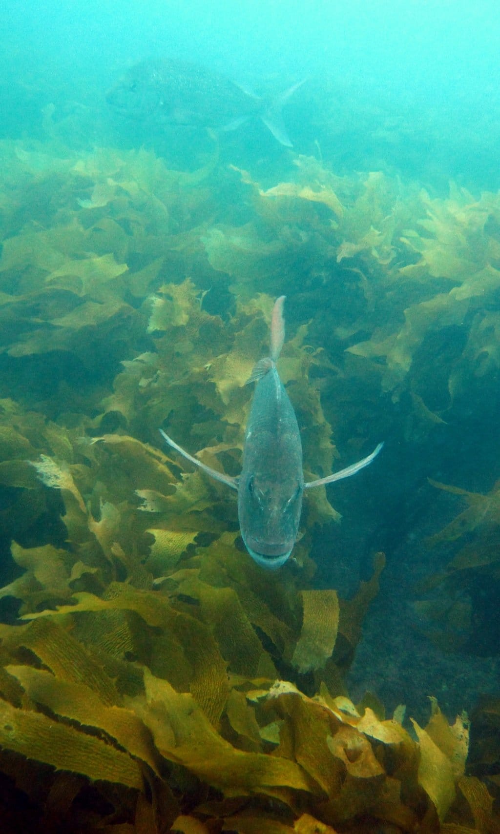 Australasian Snapper, Pagrus auratus - 10,000 Birds