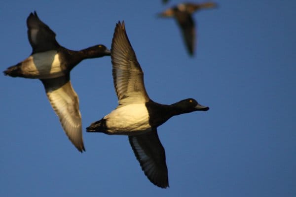 Greater Scaup in Flight - 10,000 Birds