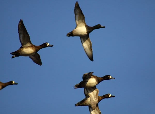 Greater Scaup in Flight - 10,000 Birds