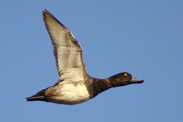 Greater Scaup in Flight - 10,000 Birds