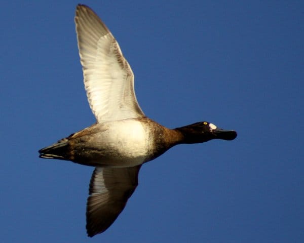 Greater Scaup in Flight - 10,000 Birds