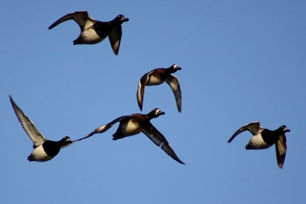 Greater Scaup in Flight - 10,000 Birds
