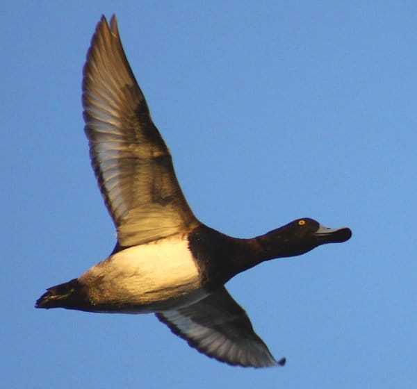 Greater Scaup in Flight - 10,000 Birds