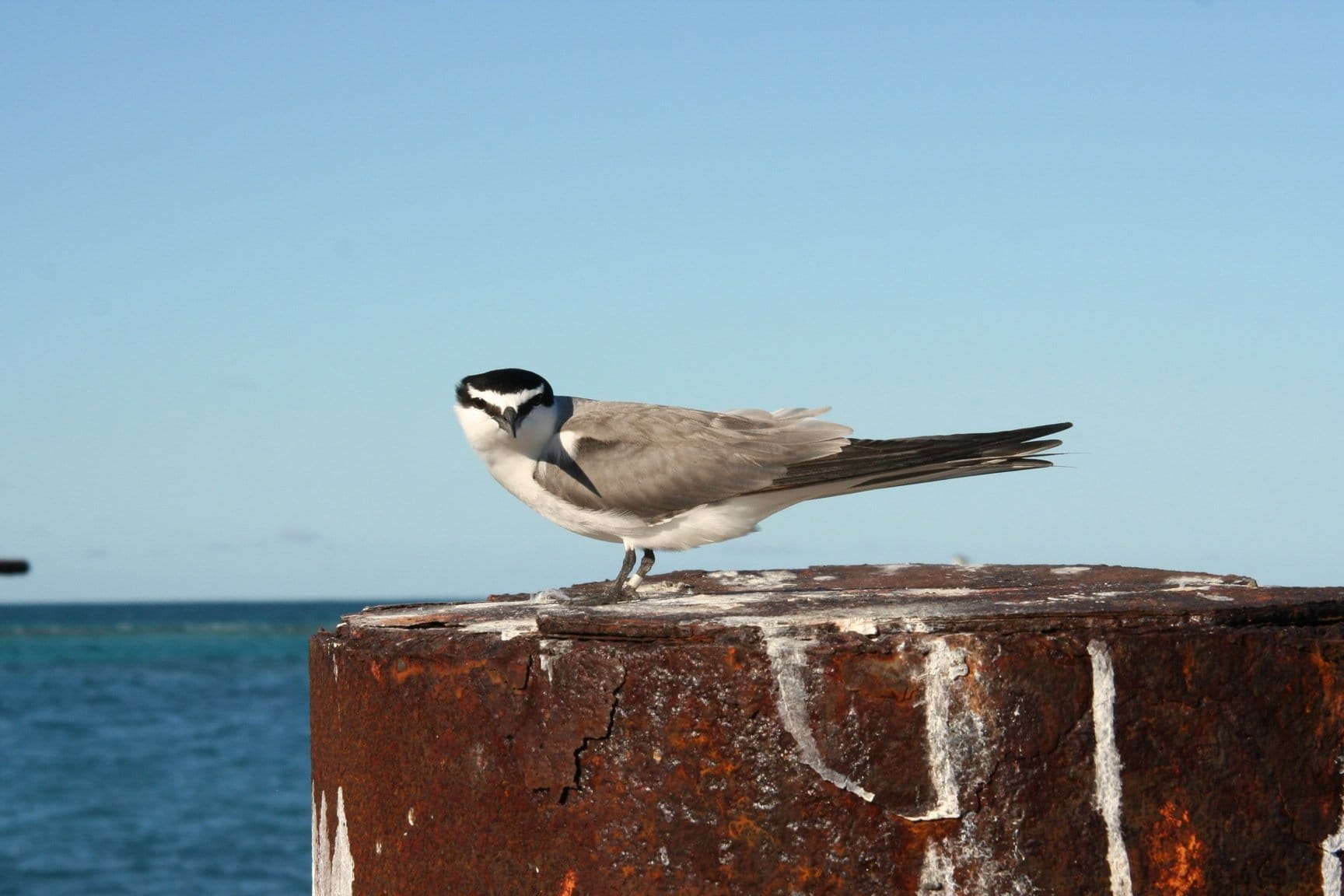 Grey-backed Terns - 10,000 Birds