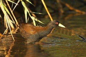 Madagascar’s Lost and Found - 10,000 Birds