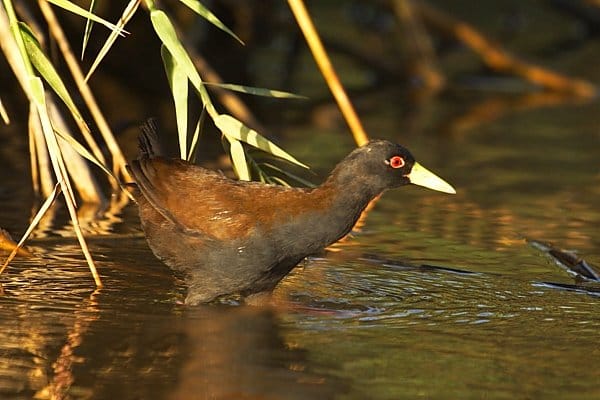 Madagascar’s Lost and Found - 10,000 Birds