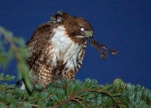 Patch: An Urban Red-tailed Hawk (3 of 4) - 10,000 Birds