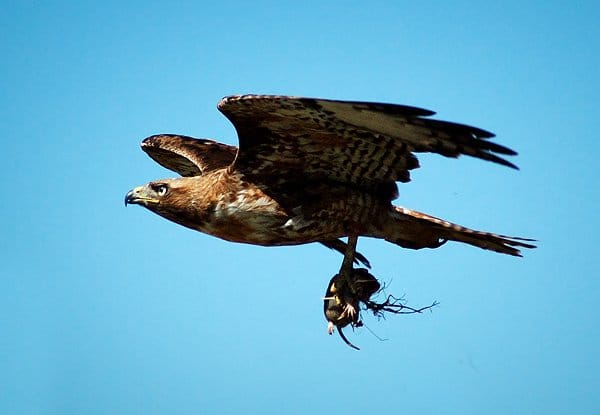 Patch: An Urban Red-tailed Hawk (3 of 4) - 10,000 Birds