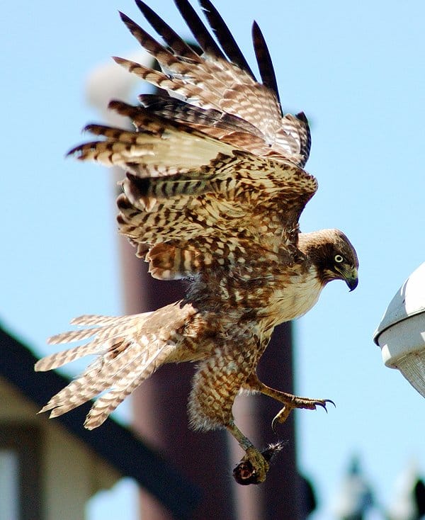 Patch: An Urban Red-tailed Hawk (3 of 4) - 10,000 Birds