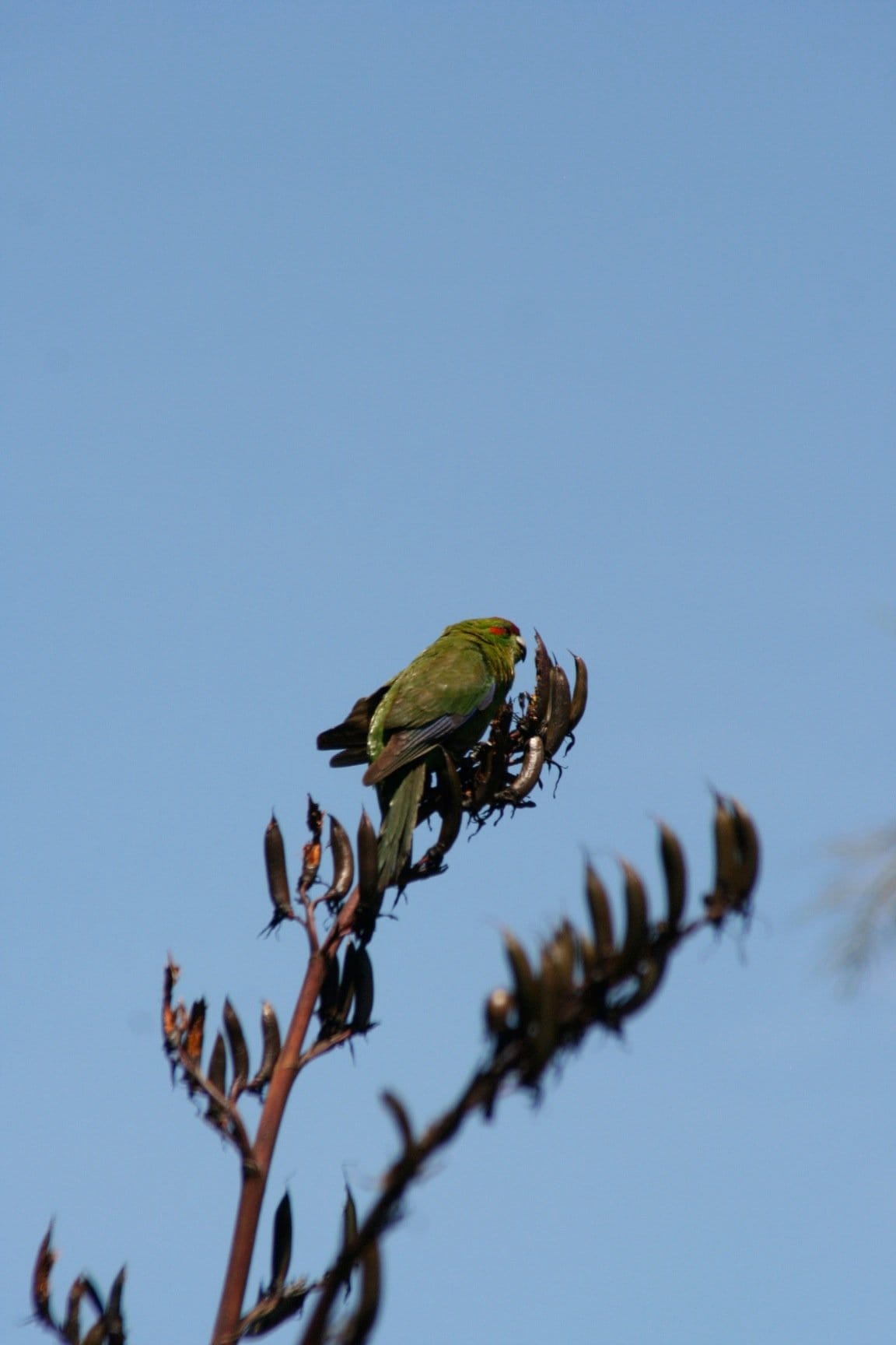 Kakariki or Red-crowned Parakeets - 10,000 Birds