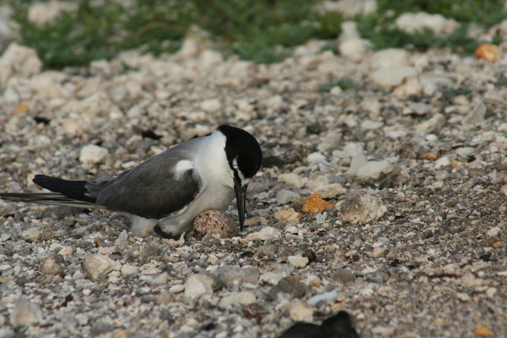 Grey-backed Terns - 10,000 Birds