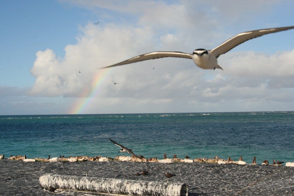 Grey-backed Terns - 10,000 Birds