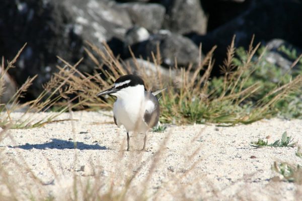 Grey-backed Terns - 10,000 Birds