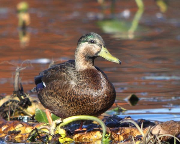 Ducks in Autumn - 10,000 Birds