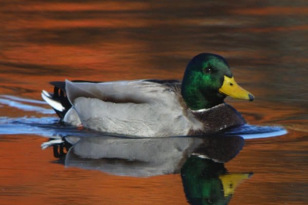 Ducks in Autumn - 10,000 Birds