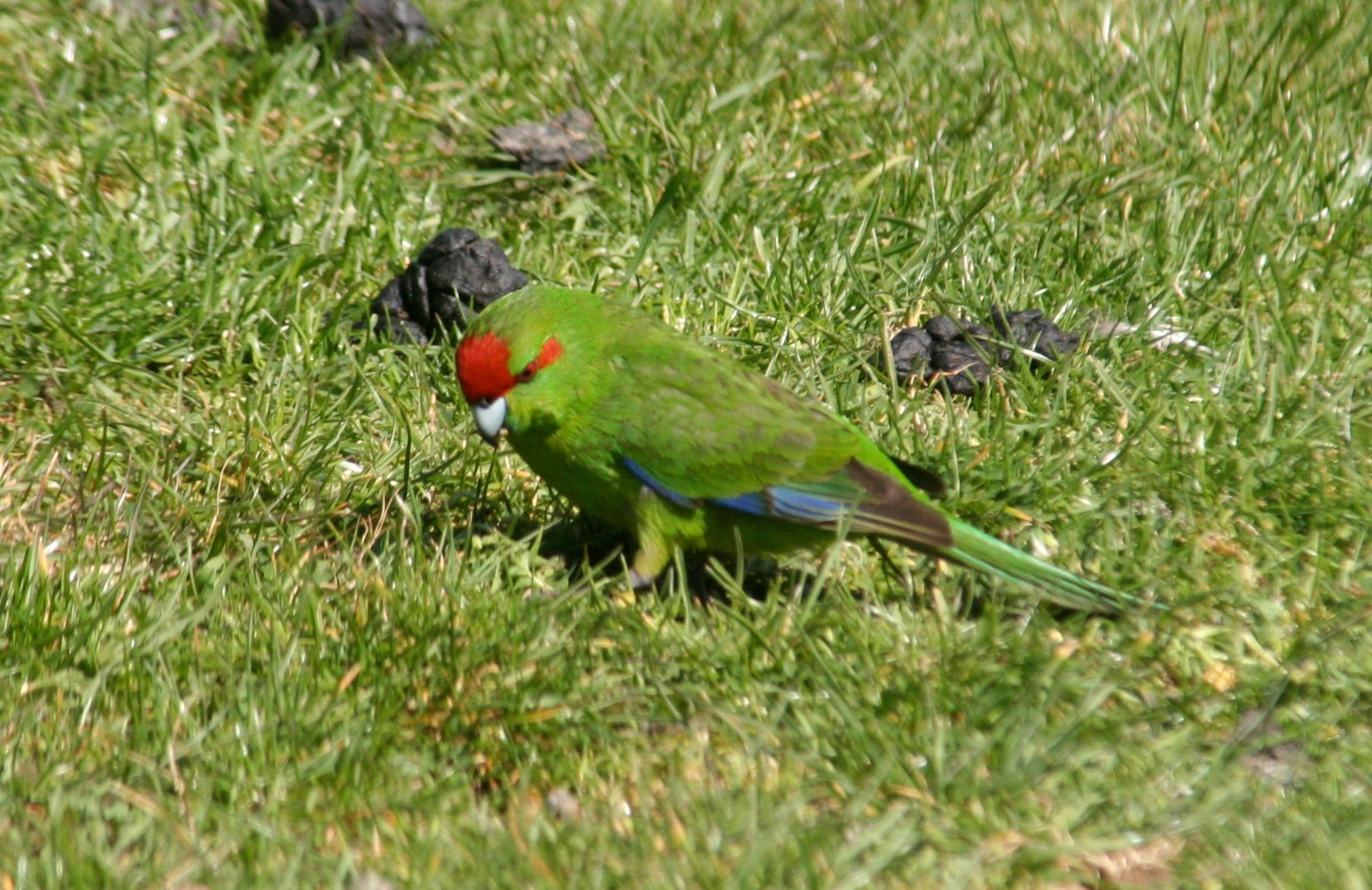 Kakariki or Red-crowned Parakeets - 10,000 Birds