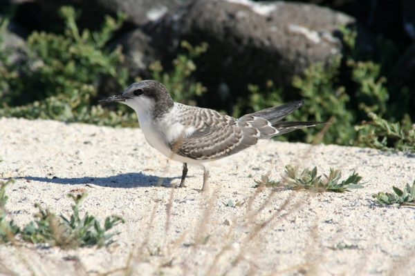 Grey-backed Terns - 10,000 Birds