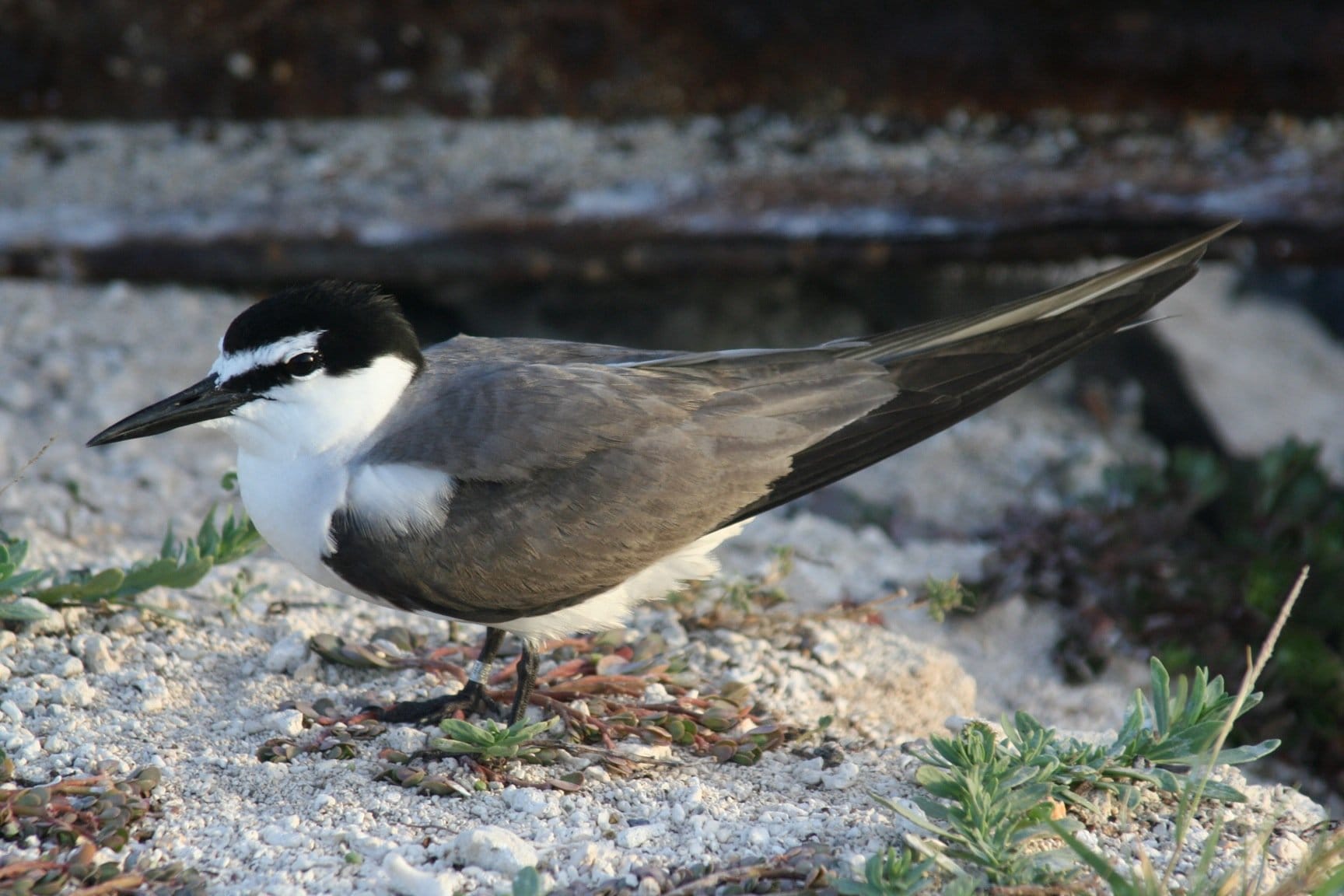 Grey-backed Terns - 10,000 Birds