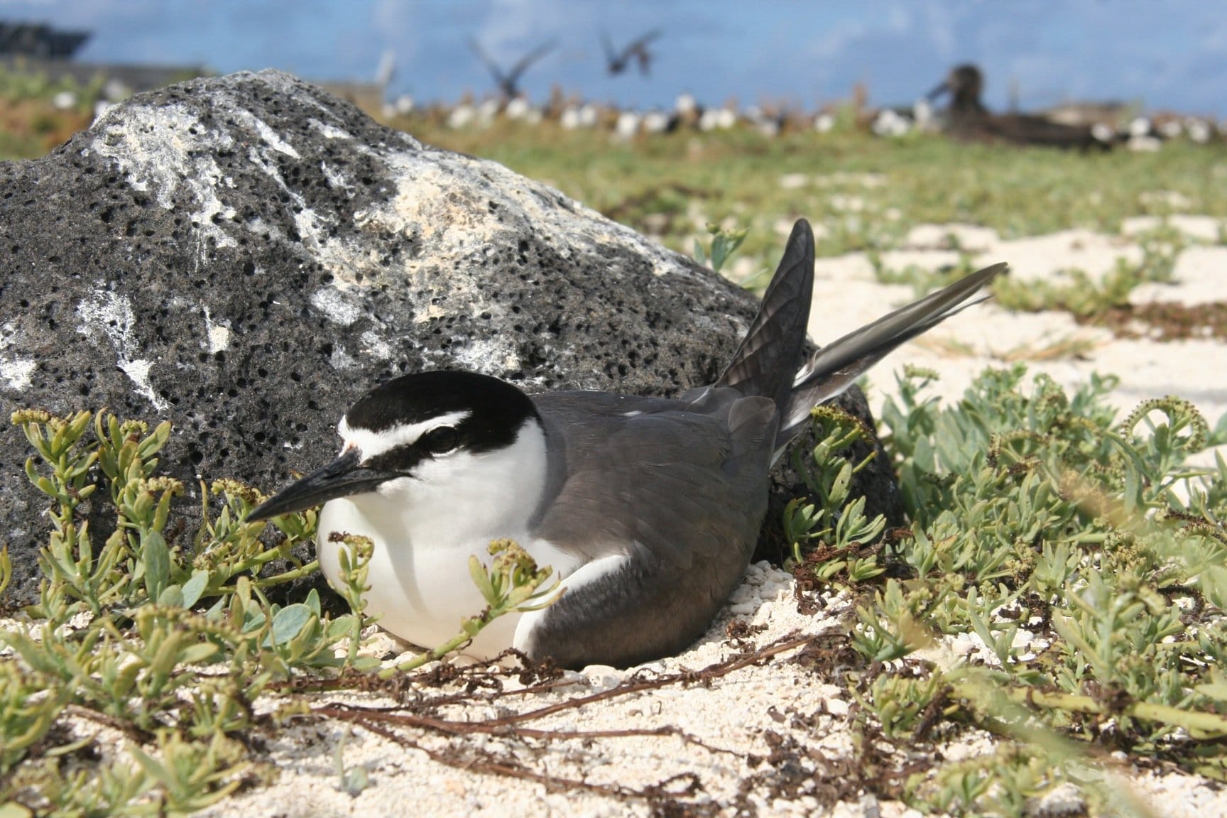 Grey-backed Terns - 10,000 Birds