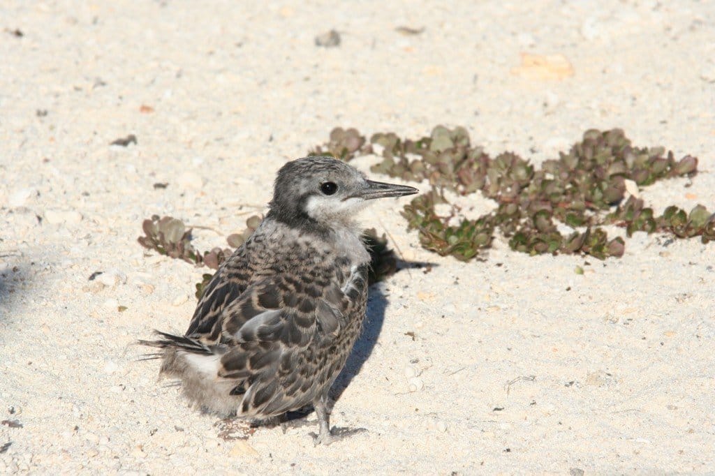 Grey-backed Terns - 10,000 Birds