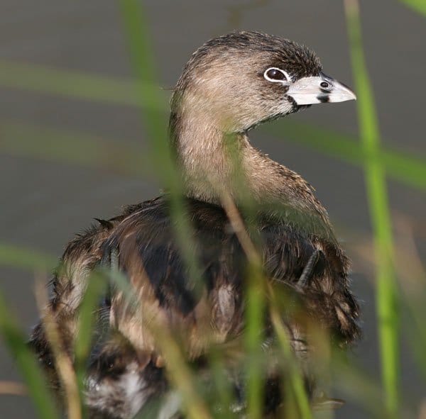 Pied-billed Grebe From Every Angle - 10,000 Birds