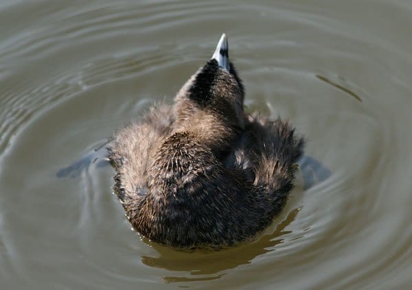 Pied-billed Grebe From Every Angle - 10,000 Birds