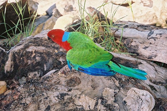 Birding Kadavu and Nadi in Fiji - 10,000 Birds
