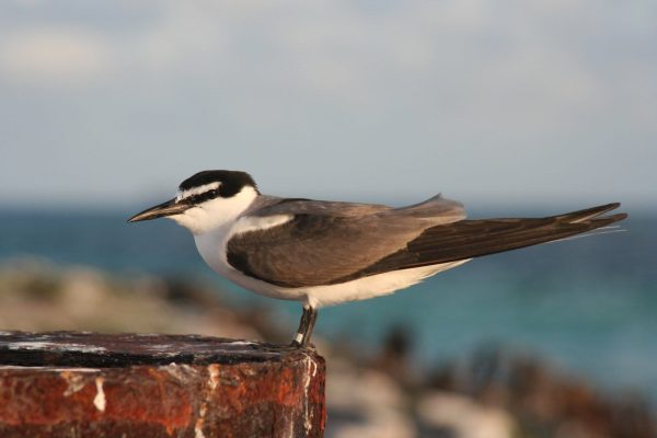 Grey-backed Terns - 10,000 Birds
