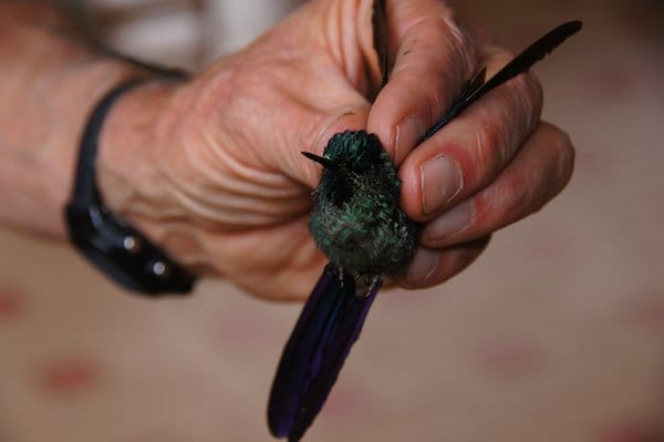 Mystery Rogitama Hummingbird Captured - 10,000 Birds