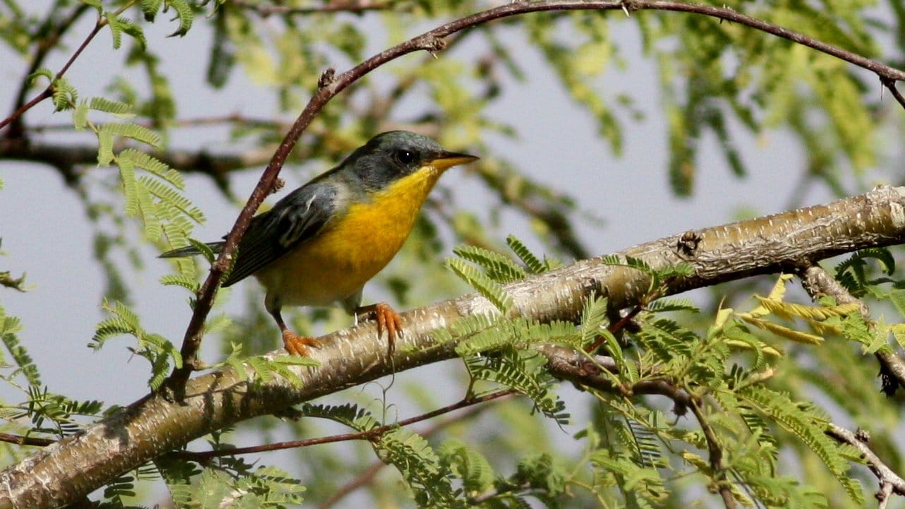 Southern Parula - 10,000 Birds