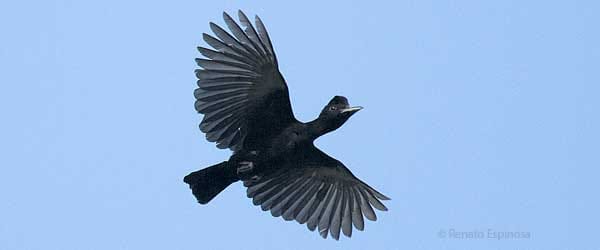 Long-wattled Umbrellabird Photos - 10,000 Birds