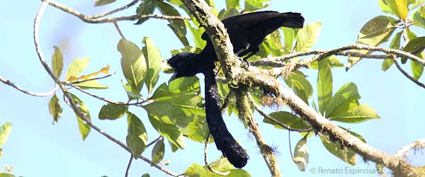 Long-wattled Umbrellabird Photos - 10,000 Birds