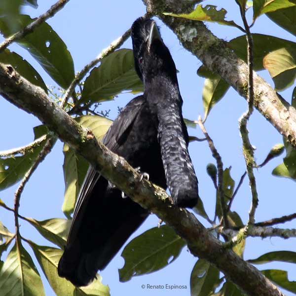 Long-wattled Umbrellabird Photos - 10,000 Birds